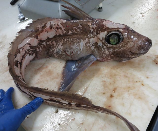 Spookfish and Other Deep Sea Sharks | RNZ