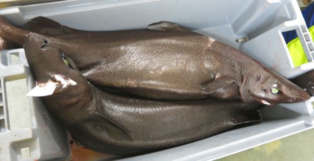 Spookfish and Other Deep Sea Sharks | RNZ