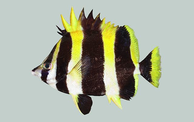 Fishes of New Zealand | RNZ