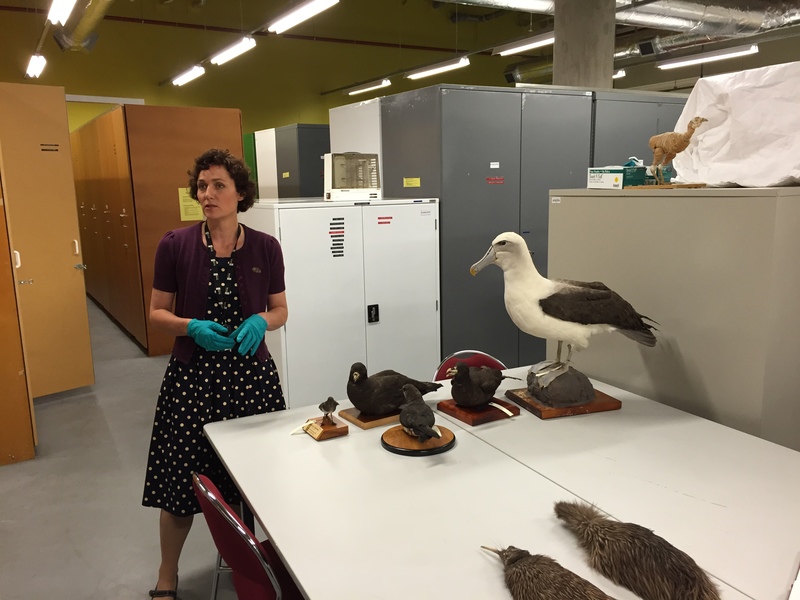 Te Papa: penguins and petrels | A Gallery from The Weekend with Emile ...