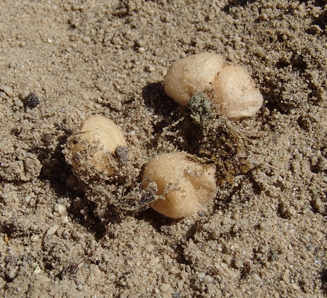 Beetle versus spider | A Gallery from Our Changing World | RNZ National