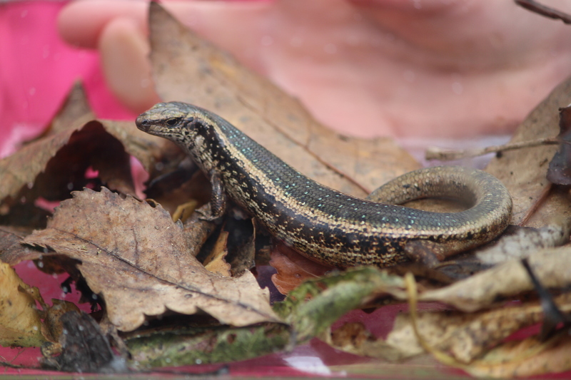 Spotted skinks on the move | RNZ