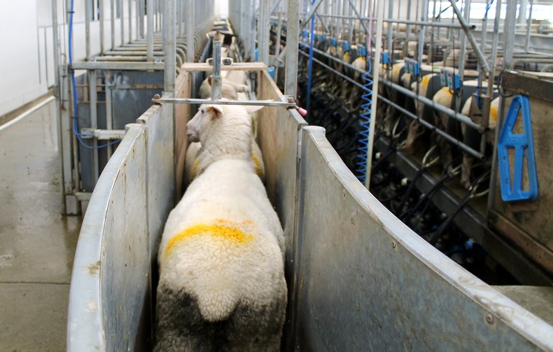 Ewe Milk Sheep | RNZ