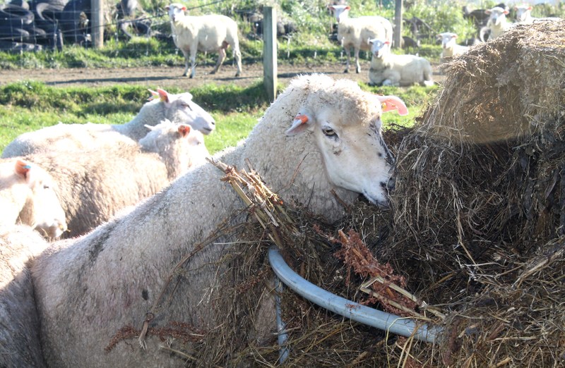 Ewe Milk Sheep | RNZ