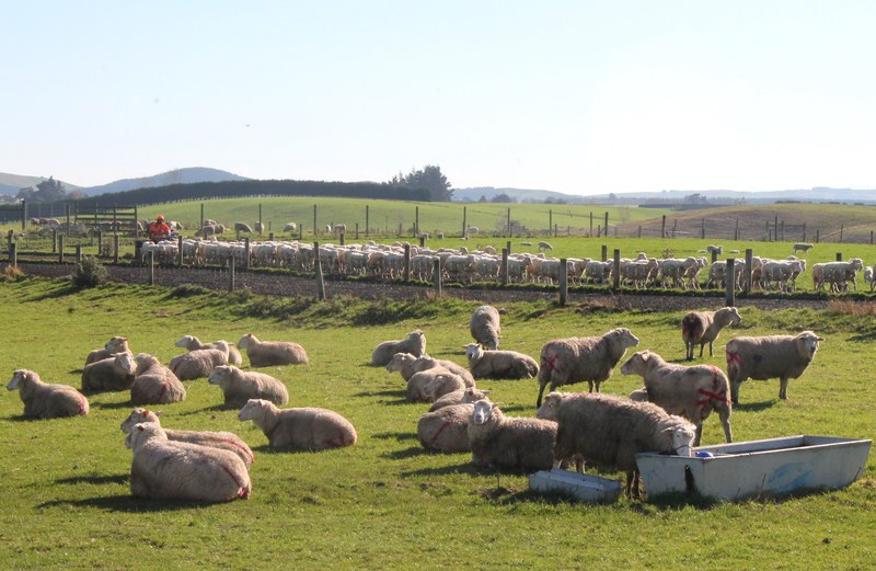 Ewe Milk Sheep | RNZ