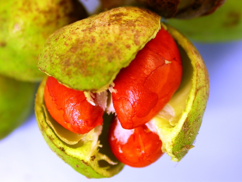 Native seed bank | RNZ