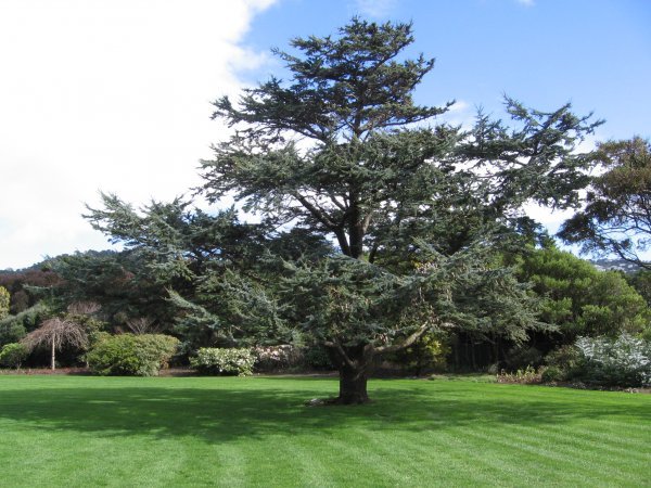 Notable Trees of New Zealand | RNZ