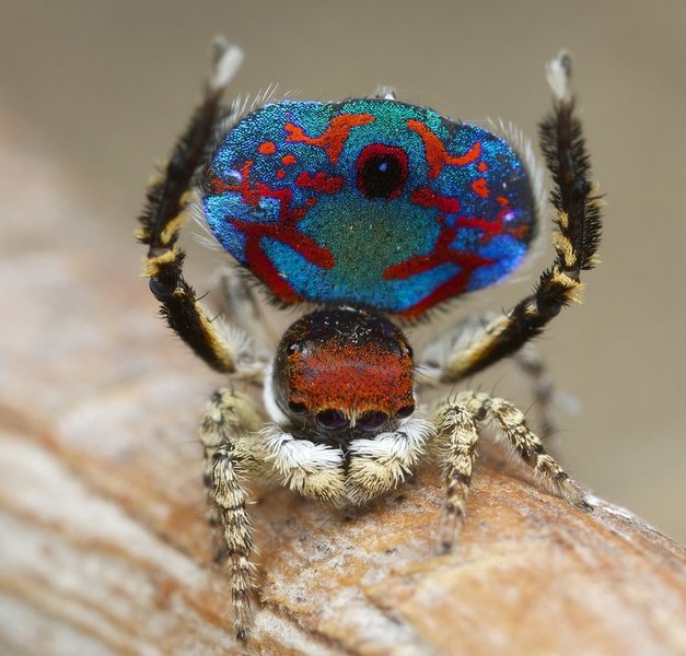 Jurgen Otto's peacock spiders | A Gallery from Afternoons with Jesse ...