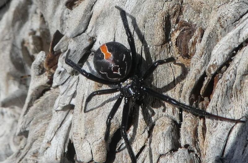 Tracking Katipo spiders in Marlborough | RNZ