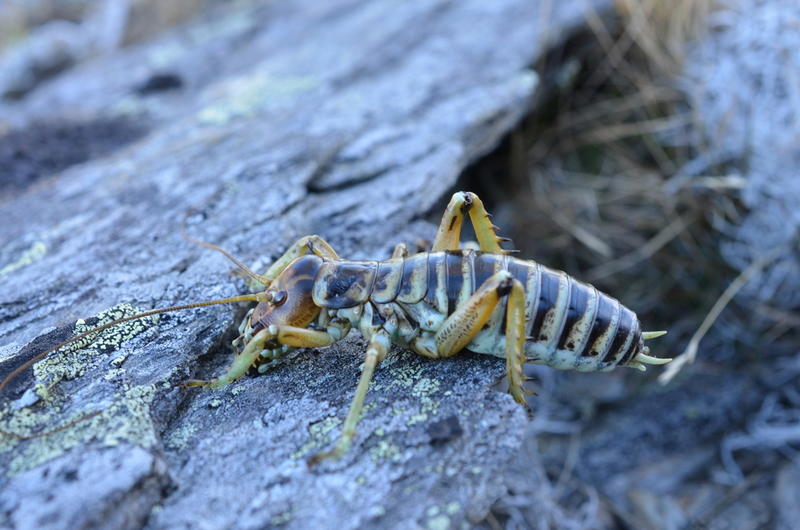 Critter of the Week Mountain Stone Weta / Hemideina maori | RNZ