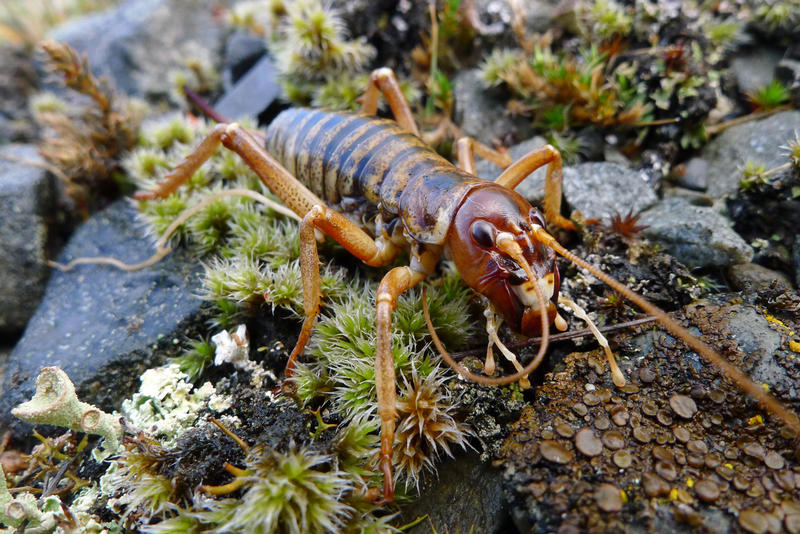 Critter of the Week Mountain Stone Weta / Hemideina maori | RNZ