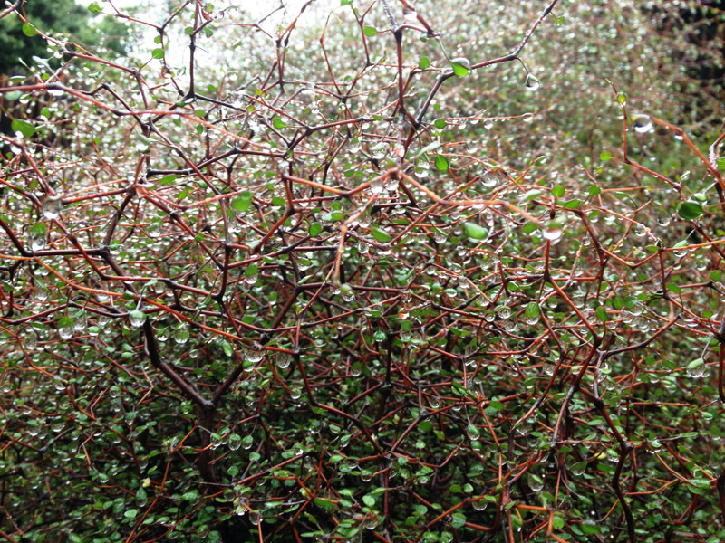 Native plants | A Gallery from Nights | RNZ National