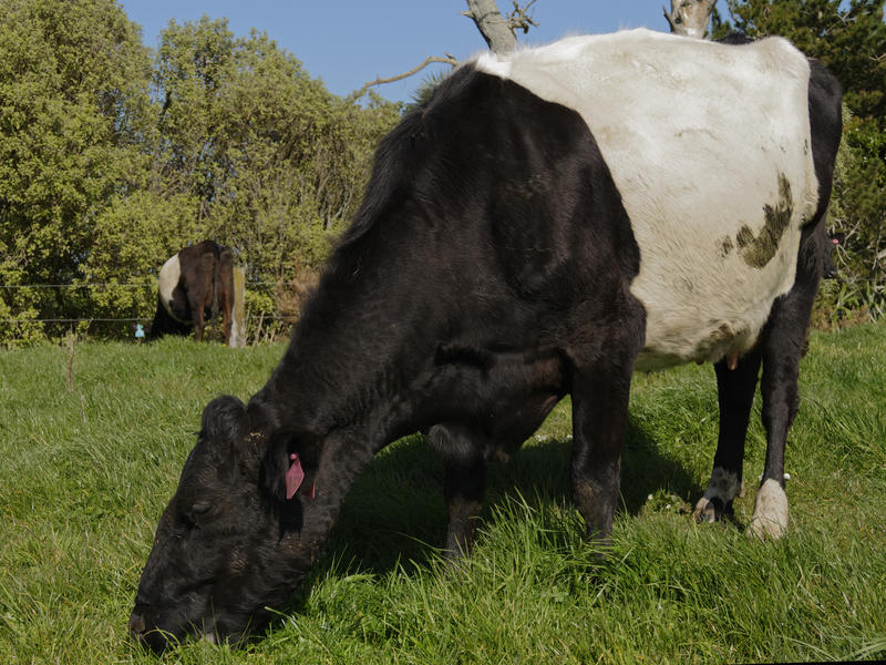 Striped dairy cows – a rare breed | RNZ