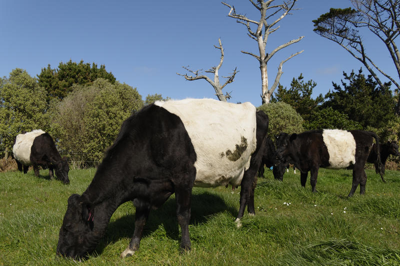 Striped dairy cows – a rare breed | RNZ