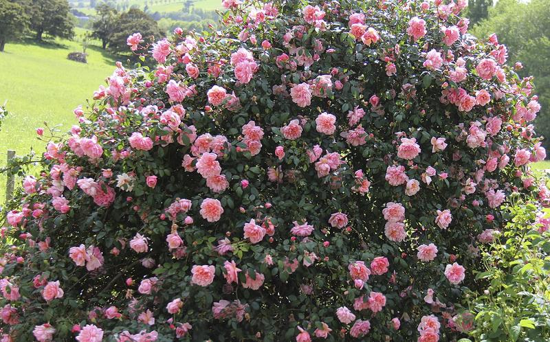 Blooming with history: bringing back NZ's heritage roses | RNZ