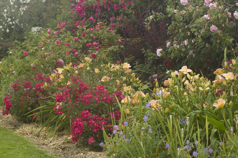 Blooming with history: bringing back NZ's heritage roses | RNZ