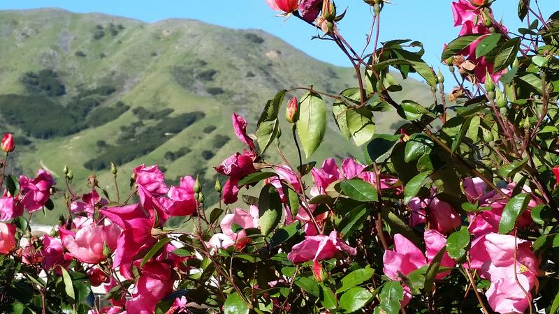 Blooming with history: bringing back NZ's heritage roses | RNZ