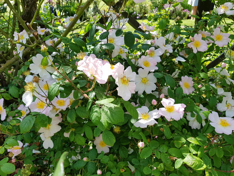 Blooming with history: bringing back NZ's heritage roses | RNZ
