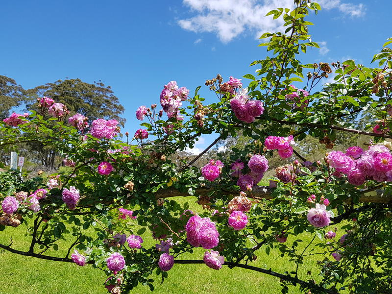 Blooming with history: bringing back NZ's heritage roses | RNZ