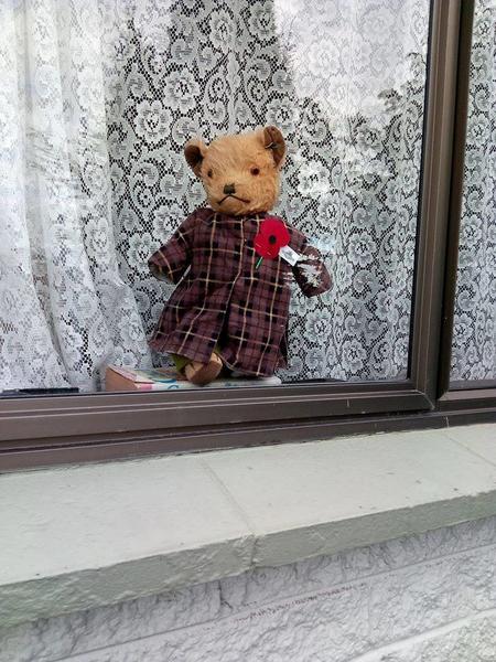 NZ Bear Hunt | A Gallery from Morning Report | RNZ National