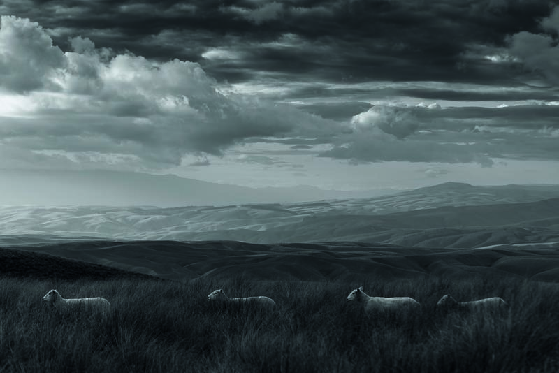 Bruce Hunt captures Aotearoa's timeless tussock grasslands | RNZ