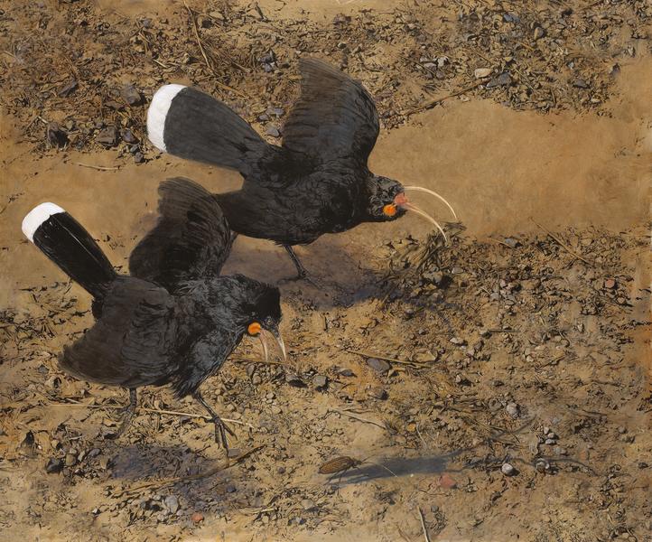 The Birds of Ray Ching | RNZ