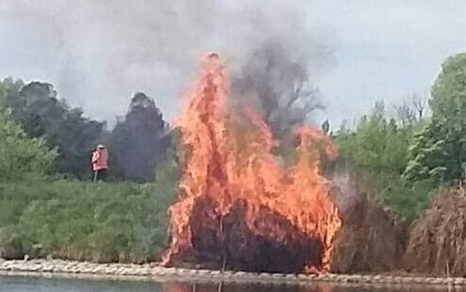 Search on for badly burned duck in controlled burnoff | RNZ News