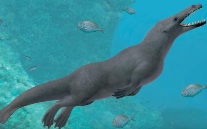 Ancient four-legged whale fossil found | RNZ News