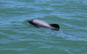 Now-rare Hector's and Māui native dolphins were once 'abundant', study ...