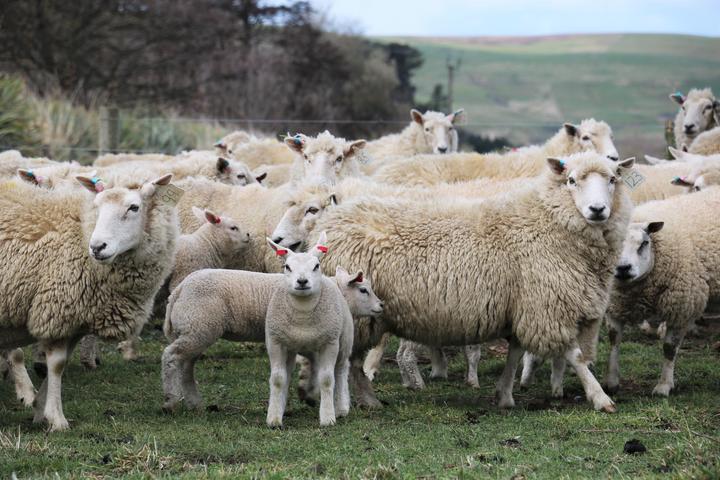 Double-muscled sheep breed offers meaty gains | RNZ