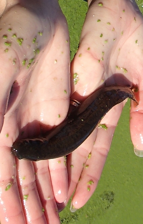 Critter of the Week - Canterbury mudfish | RNZ