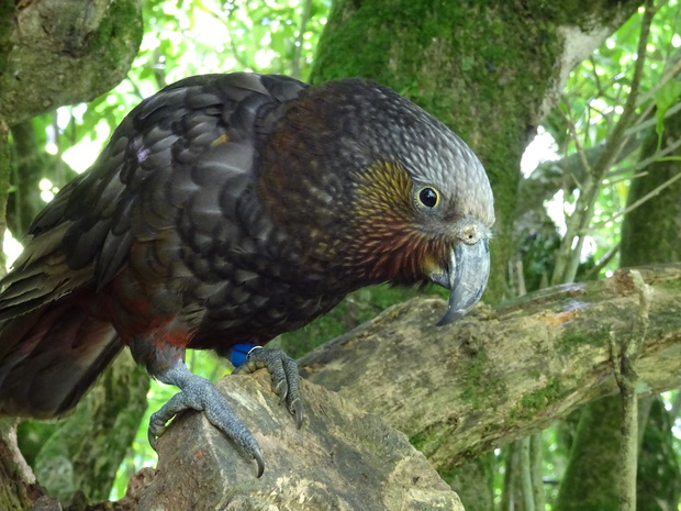 The Kea, the worlds only alpine parrot species [OC] : r/MostBeautiful