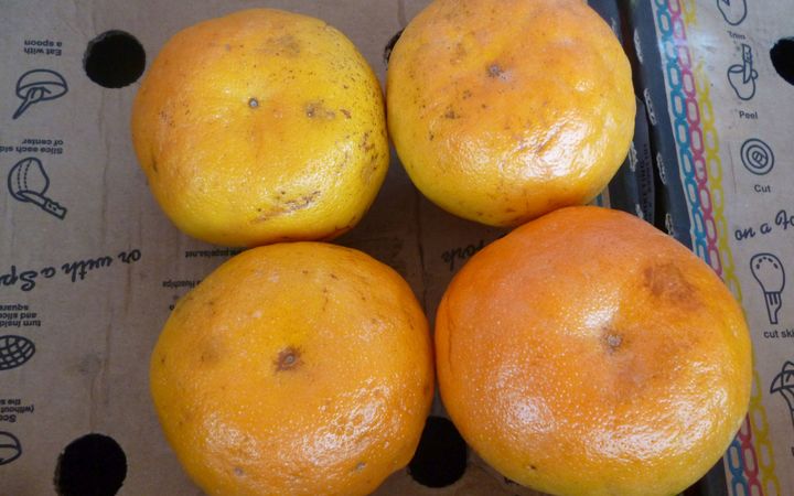 Tonga look to revive local fruit production | RNZ News