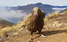 Rising kea deaths in Southern Alps at centre of research | RNZ News