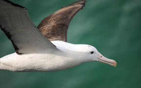Time running out for endangered albatross unless longline fishers ...
