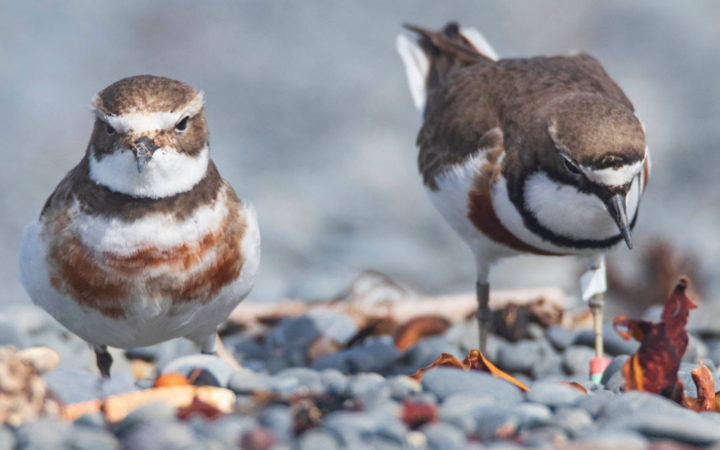 'Gutted': Loss of vulnerable shore birds distresses guardian | RNZ News