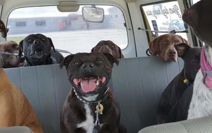 A Dog's Day Out | RNZ