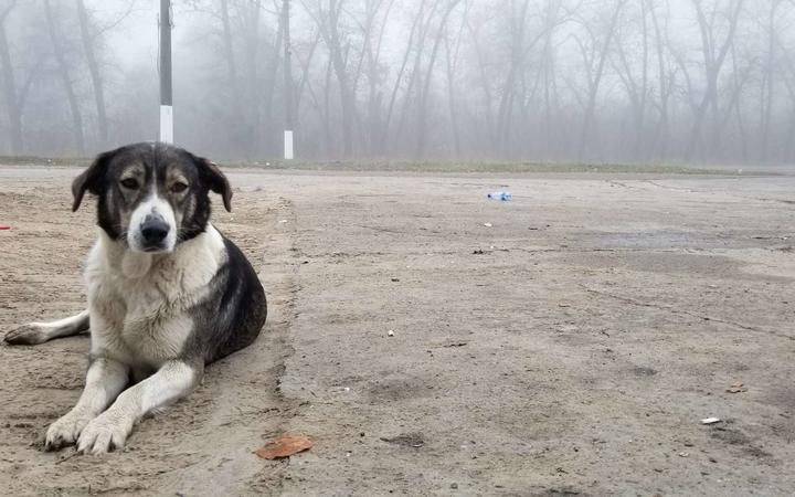 The dogs of Chernobyl: Lucas Hixson | RNZ