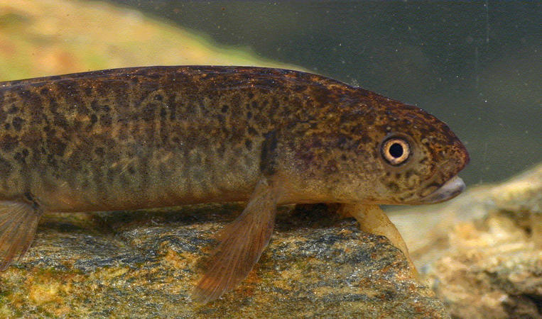 Critter of the Week: Dusky Galaxias | RNZ