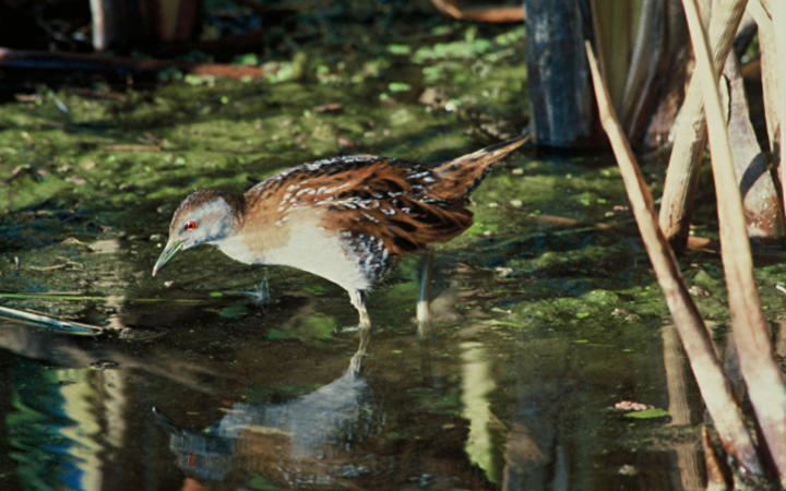 Critter of the Week Koitareke | RNZ