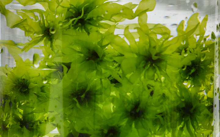 Multi-talented macroalgae | RNZ