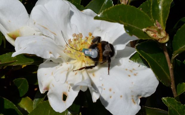Using bumblebees as pollinators | RNZ