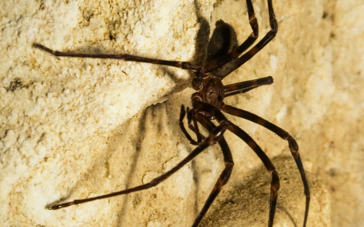 Critter Of The Week | RNZ