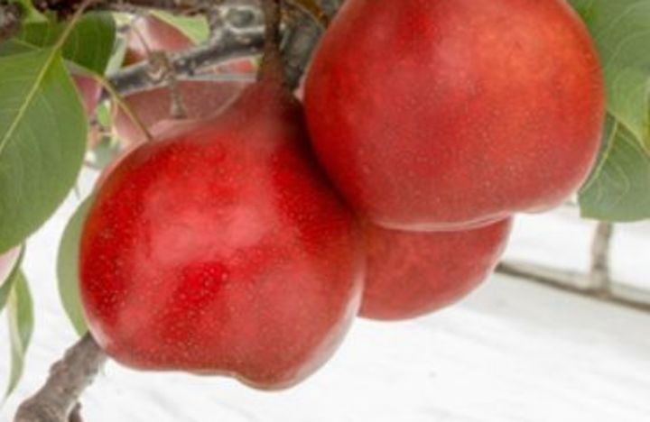 Piqa Boo! What’s new in apples and pears | RNZ