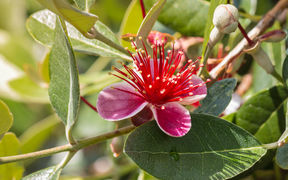 Guava moth explosion devastating Auckland's feijoas | RNZ News