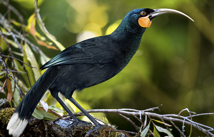 The call of the huia, remembered | RNZ