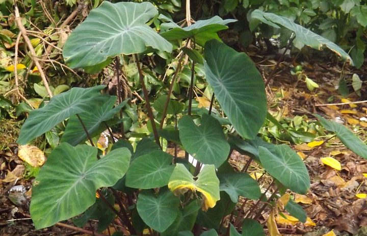 American Samoa suspends import of Samoa taro and shoots | RNZ News