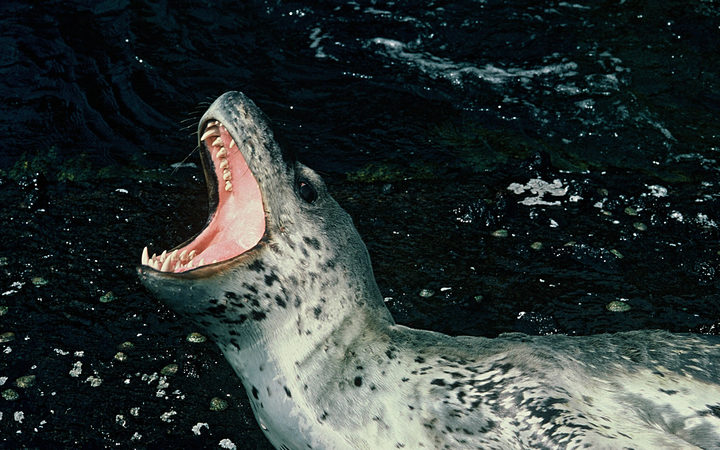 Critter of the Week: The Leopard Seal | RNZ