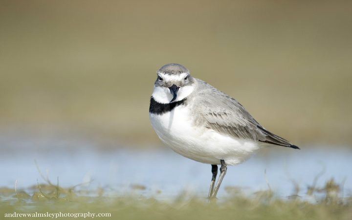 New Zealand's 50 top birdwatching sites | RNZ