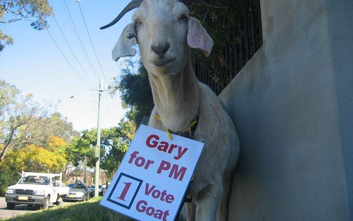 Internet sensation Gary the goat dies on tour | RNZ News